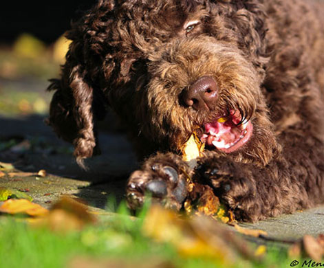 Orange Aussie Dogs - Australian Labradoodle fokkerOrange Aussie Dogs